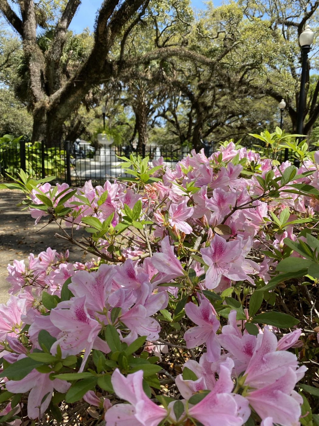 How to Become an Azalea Trail Maid | Mobile, AL’s Iconic Tradition